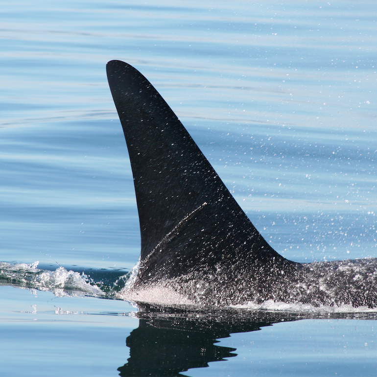 Orcasound - Listen for Whales | DemocracyLab